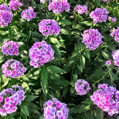 Around the Neighborhood | Number 6's Blog